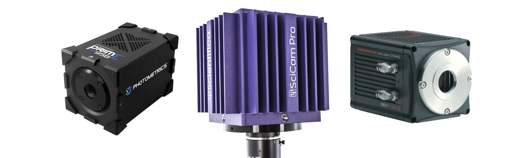 Cameras for fluorescence imaging: A comparative guide | Scientifica