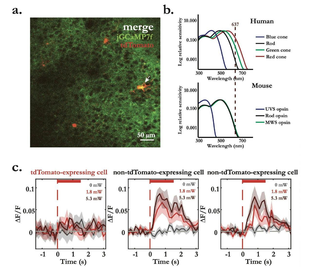 New to two-photon imaging combined with optogenetics?… | Scientifica