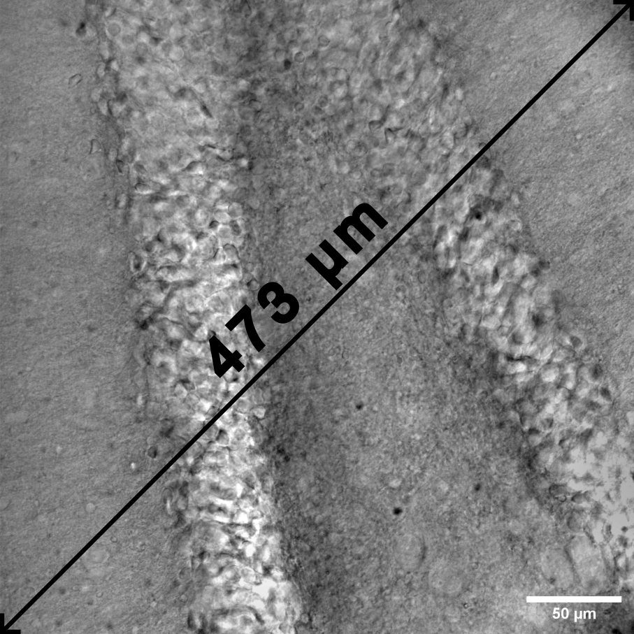 The Scientifica SciCam+ Camera | Scientifica