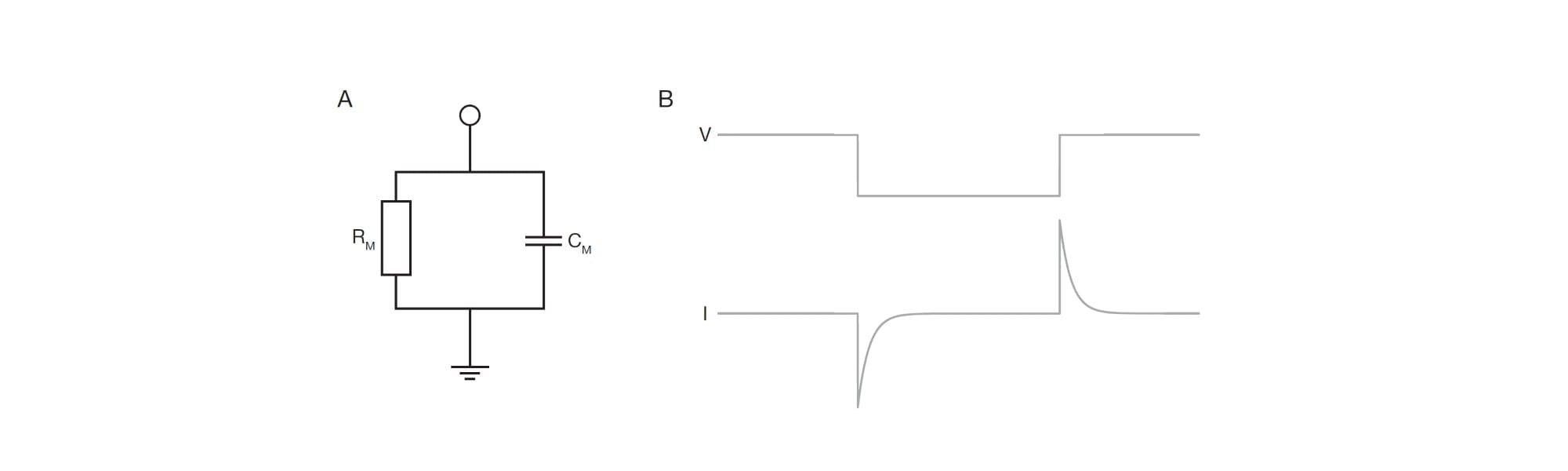Understanding the cell as an electrical circuit | Scientifica