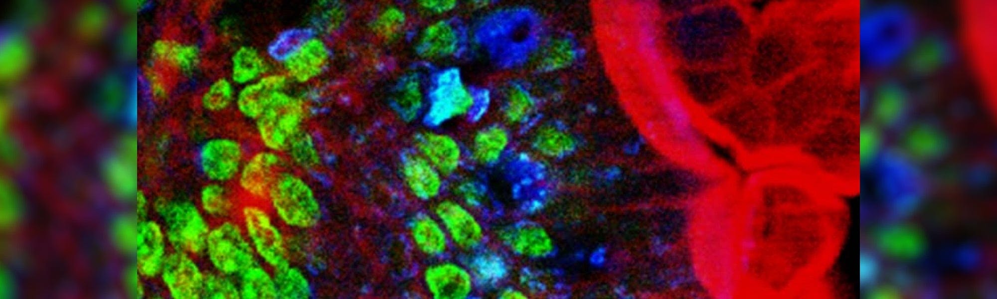 Two-photon excitation microscopy: Why two is better… | Scientifica