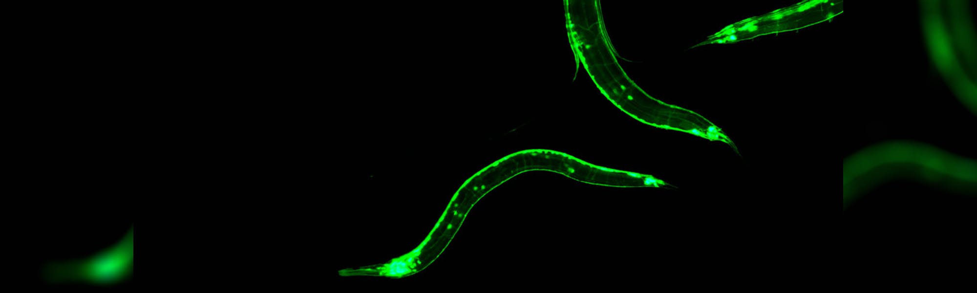 Rewiring the brain | Scientifica