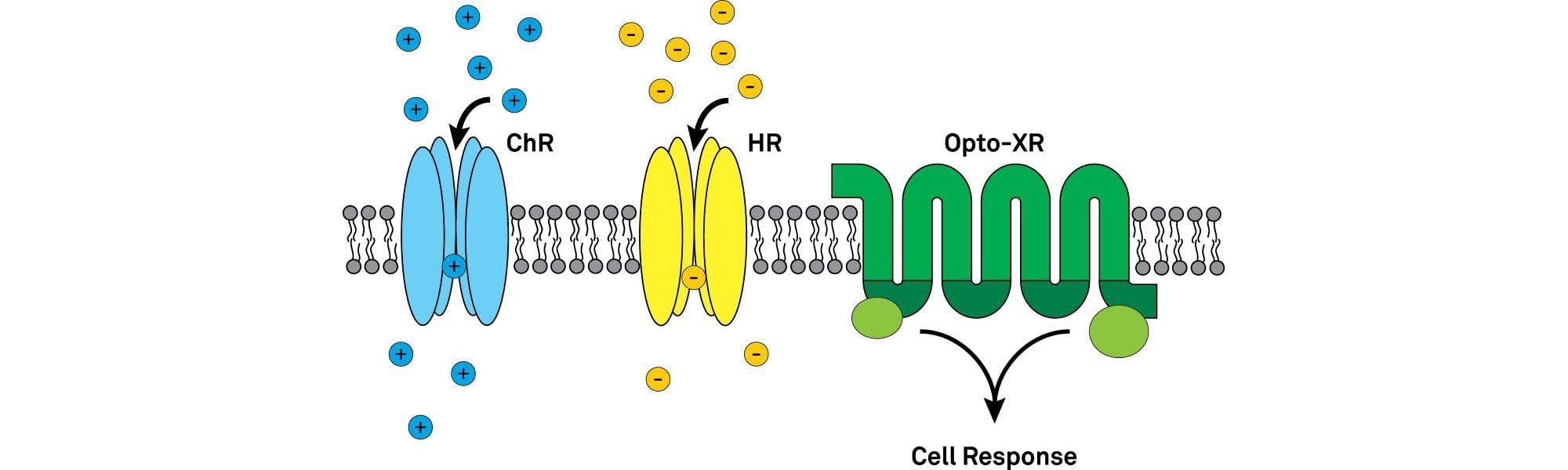 #LabHacks: Choosing the best opsin for your… | Scientifica