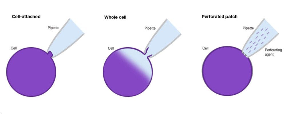 Neurowire blog: Perforated patch clamp: from pores to… | Scientifica