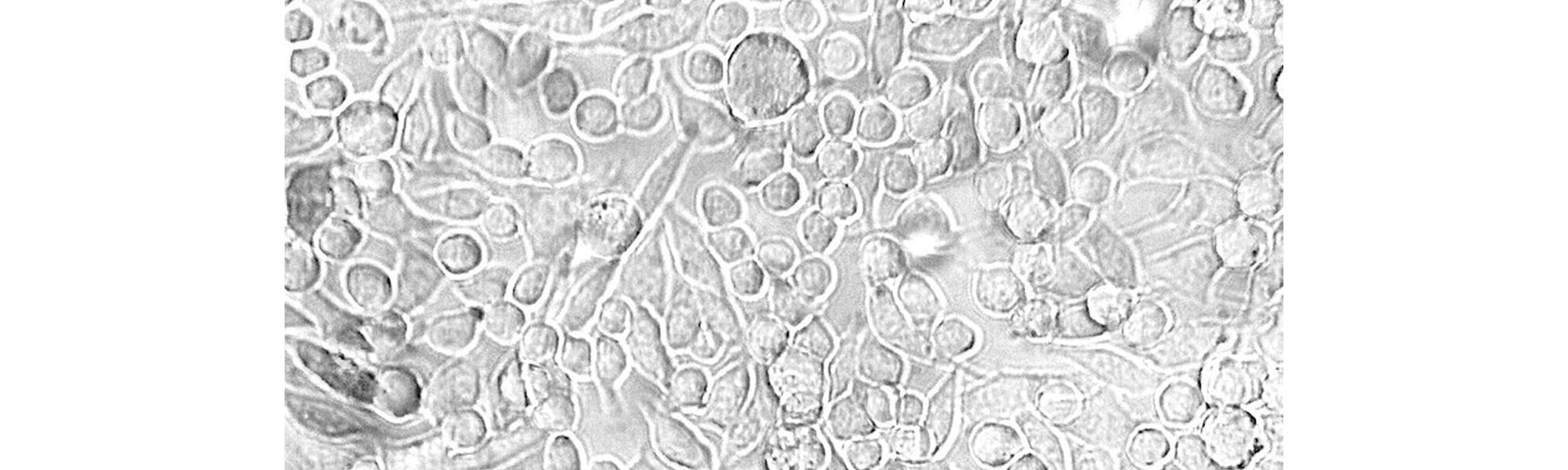 A guide to Phase Contrast | Scientifica