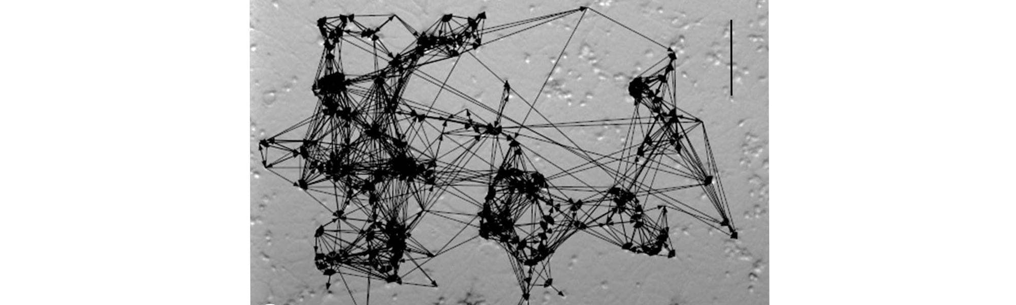 Using a SliceScope to combine calcium imaging and laser… | Scientifica