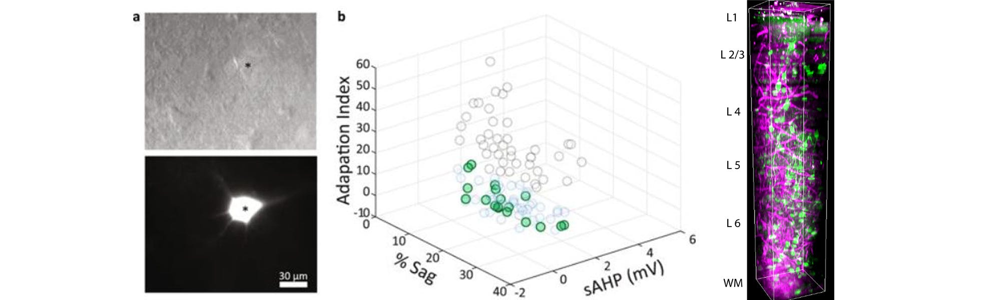Using Scientifica's SliceScope to perform a variety of neuroscience ...
