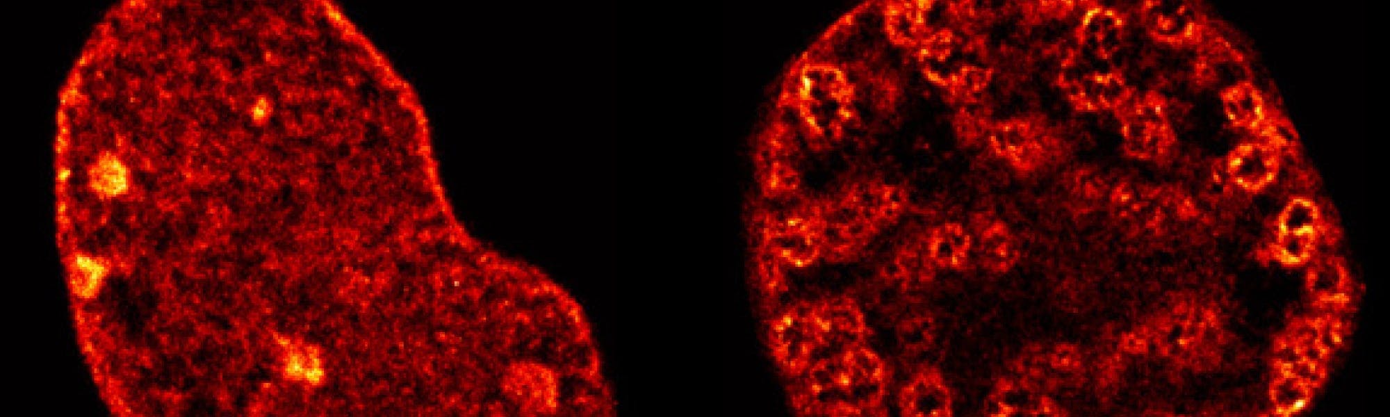 Looking ever deeper, an introduction to three-photon… | Scientifica