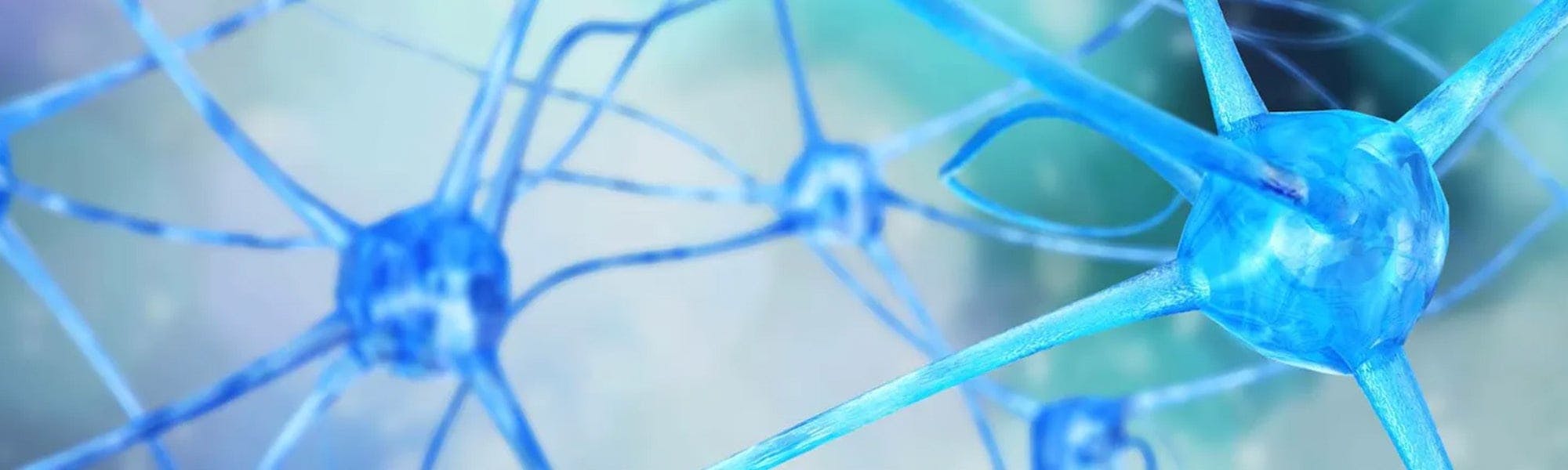 NEUReka ! Seminar Series - The emergence of cortical… | Scientifica